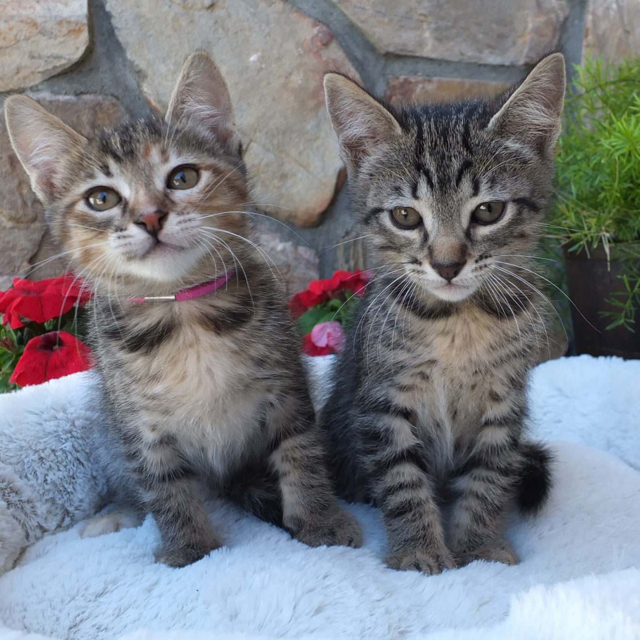Adopciones de Gatos en Madrid y Toledo | Alegatos Adopciones